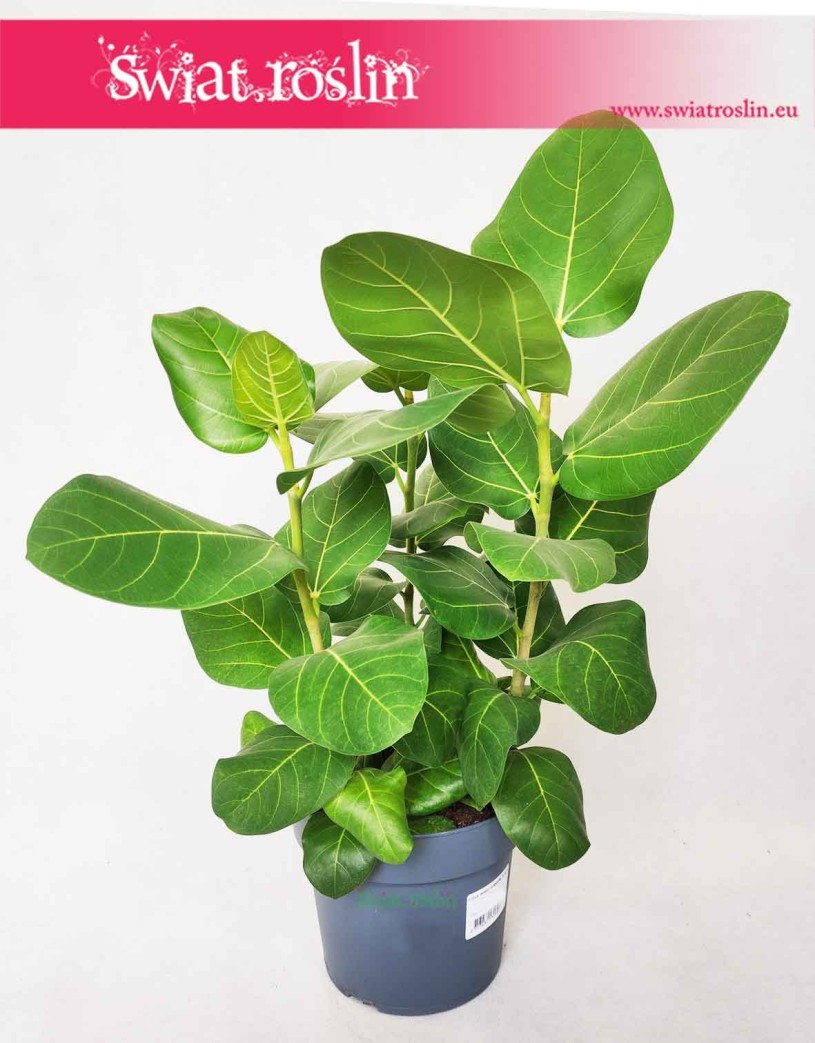 Fikus Bengalski ‘Sunshine’ Ficus Benghalensis