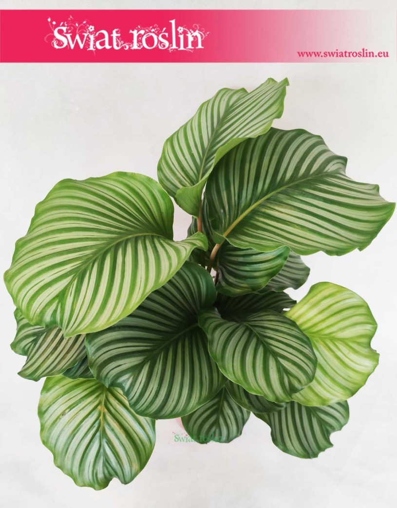 Calathea 'Orbifolia' Kalatea Okrągłolistna, Świat Roślin sklep z roślinami