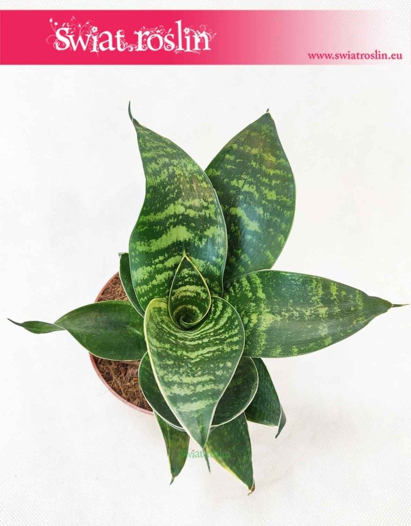 Sansevieria 'Hahnii Green' Sansewieria