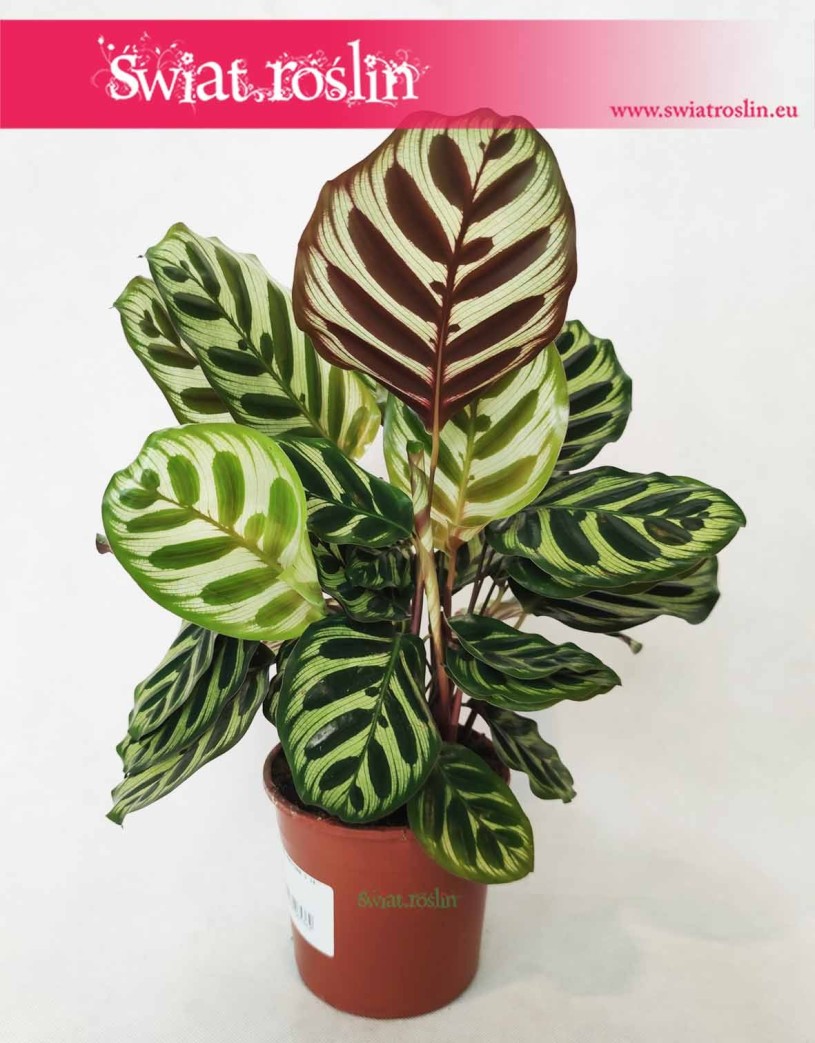 Calathea 'Makoyana' Kalatea, Świat Roślin sklep z roślinami