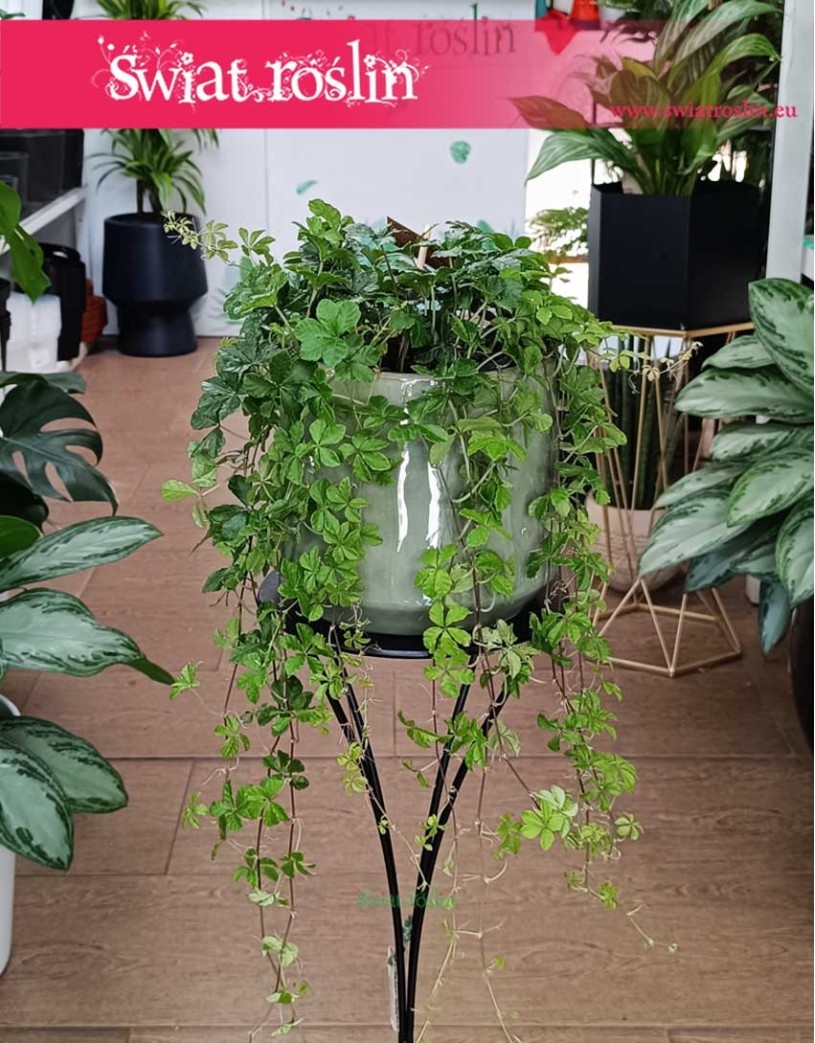 Duży Cissus Striata, Wielki Parthenocissus Striata